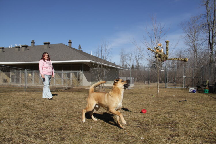 Delta Animal Shelter welcomes help from public | News, Sports, Jobs ...